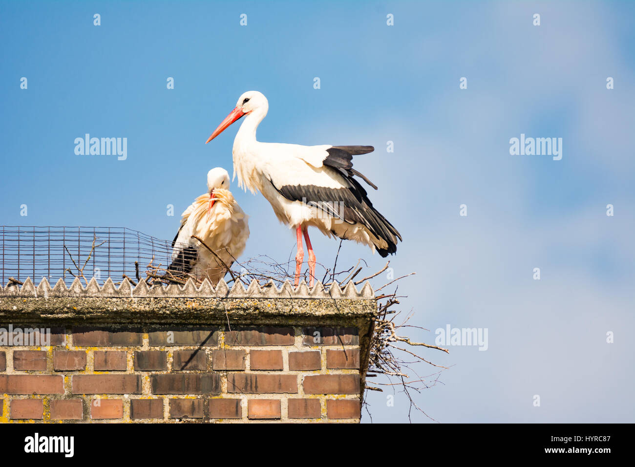 White stork couple building a nest on a chimney Stock Photo - Alamy