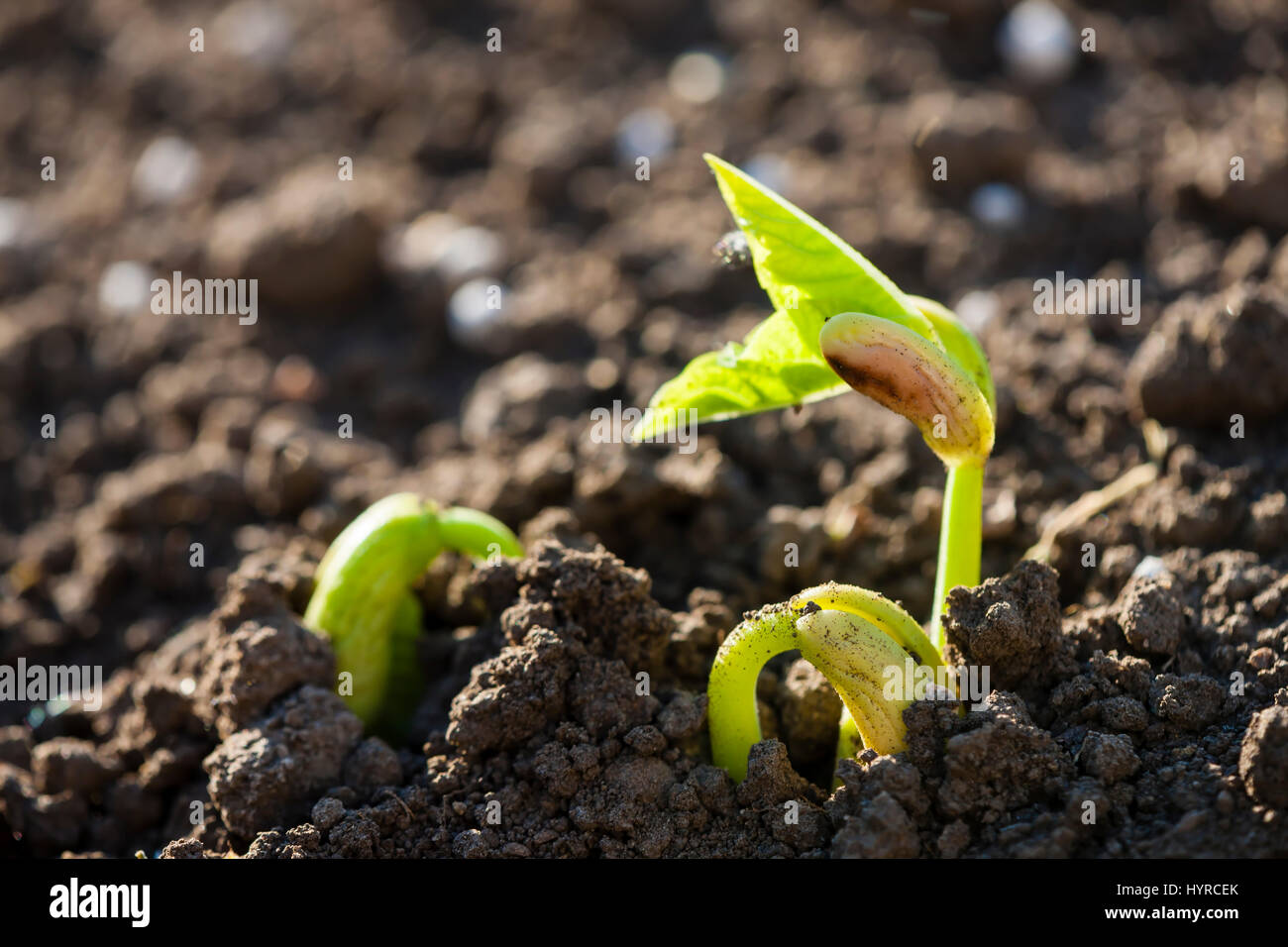 seedling of bean Stock Photo - Alamy