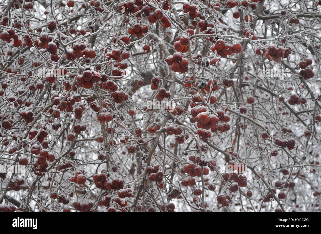 Snow covered apple tree Stock Photo - Alamy