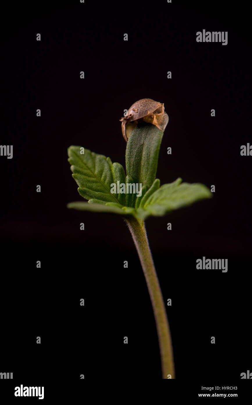 Angel indica hi-res stock photography and images - Alamy