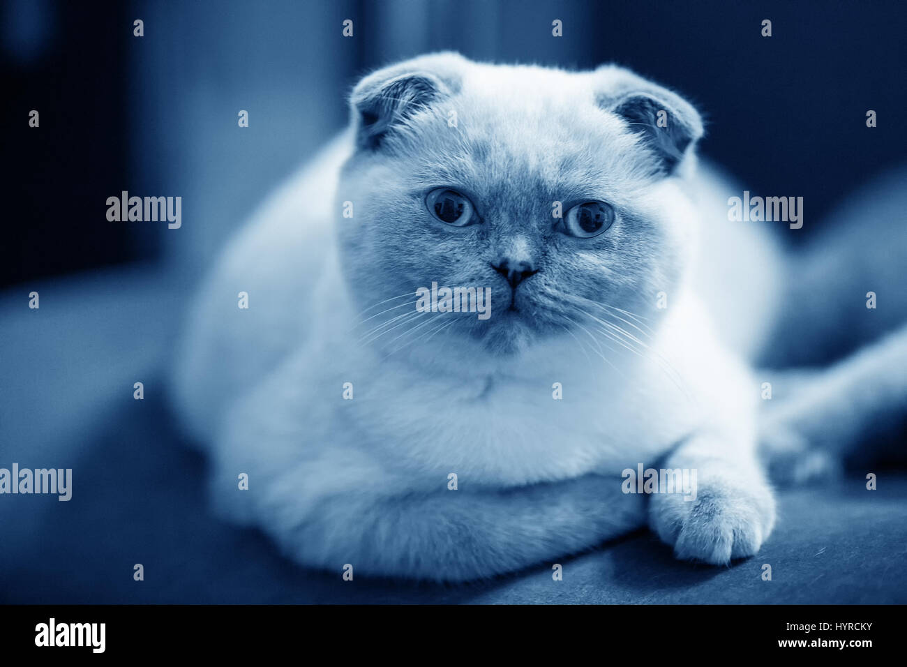 Cute little scottish fold color point kitten. Blue colored Stock Photo ...