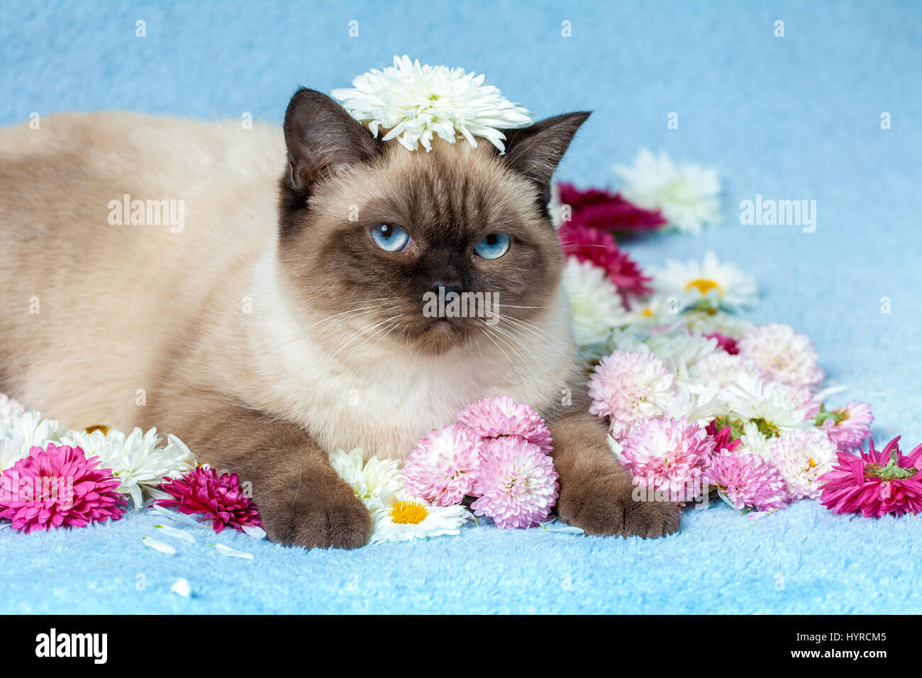 Cute color point cat lying on chamomile flowers Stock Photo - Alamy