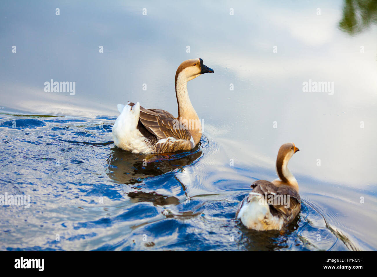 Two geese floating on the lake Stock Photo - Alamy