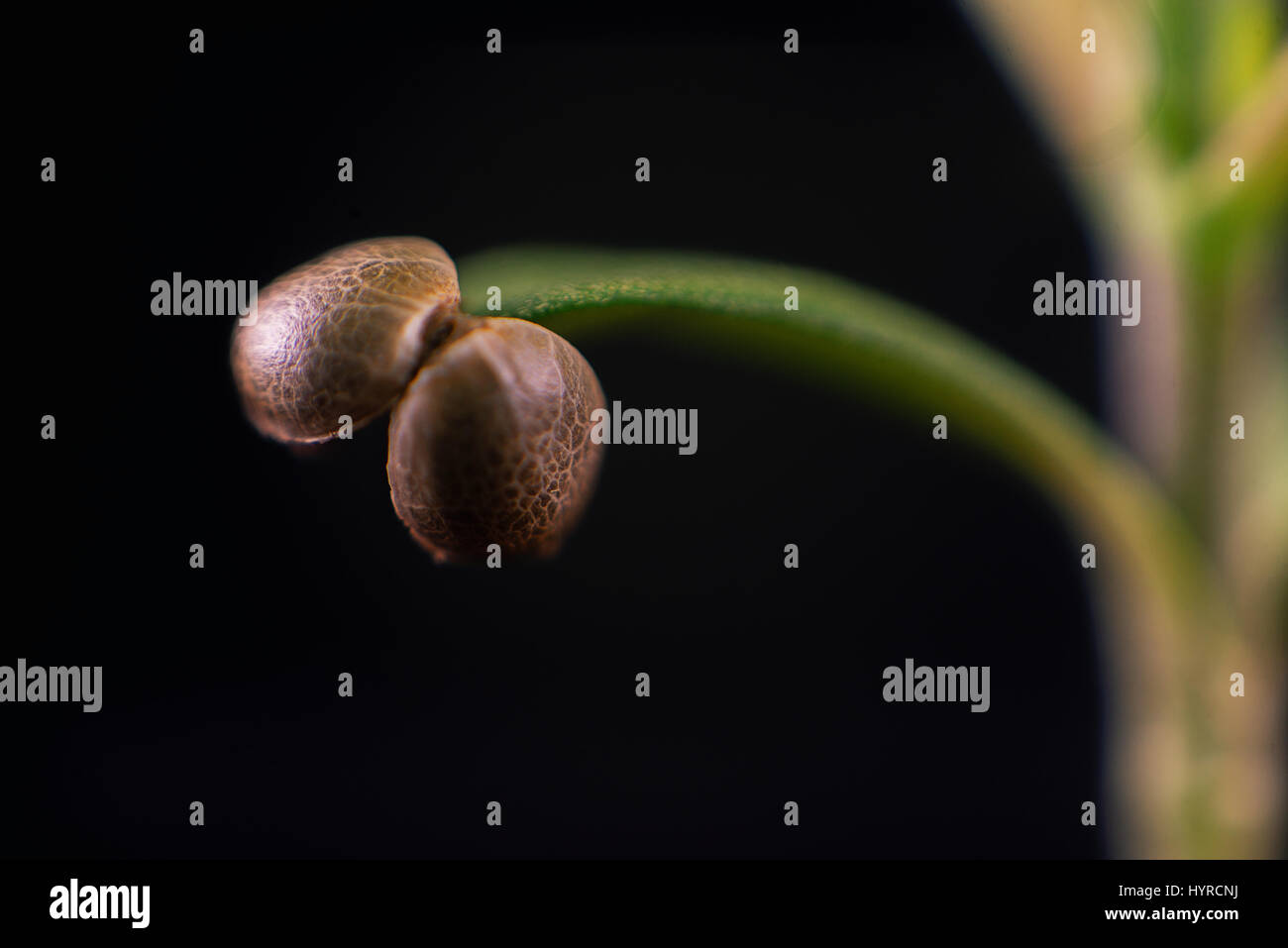 Angel indica hi-res stock photography and images - Alamy