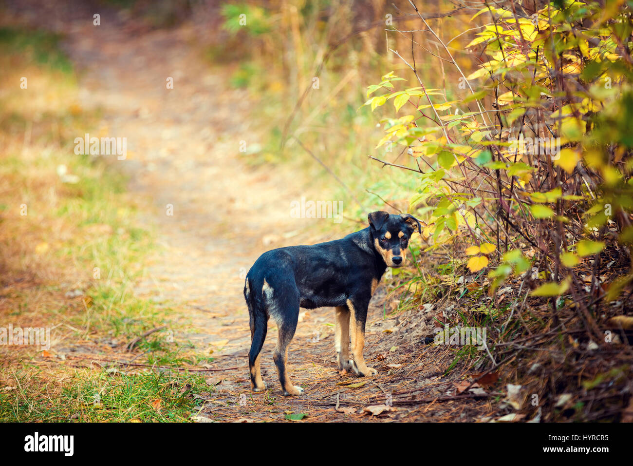 Dog walking in a forest in autumn Stock Photo - Alamy