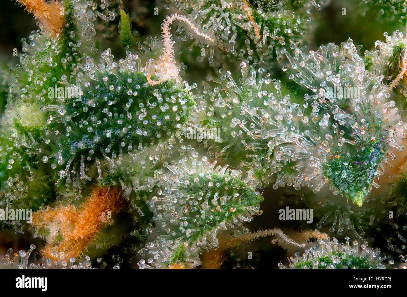 Natural weed detail hi-res stock photography and images - Alamy