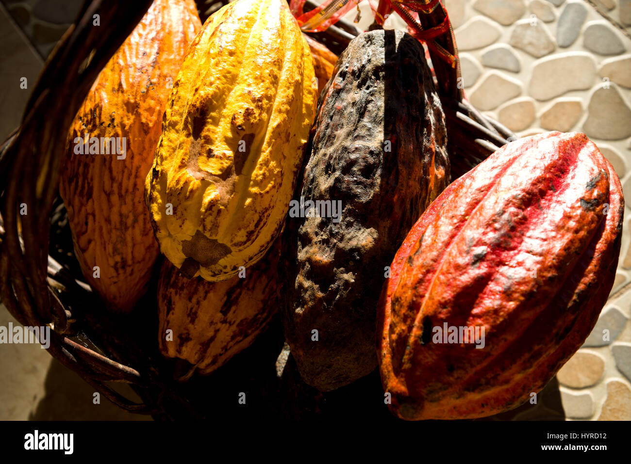 Cacao chocolate tree fruit hi-res stock photography and images - Alamy