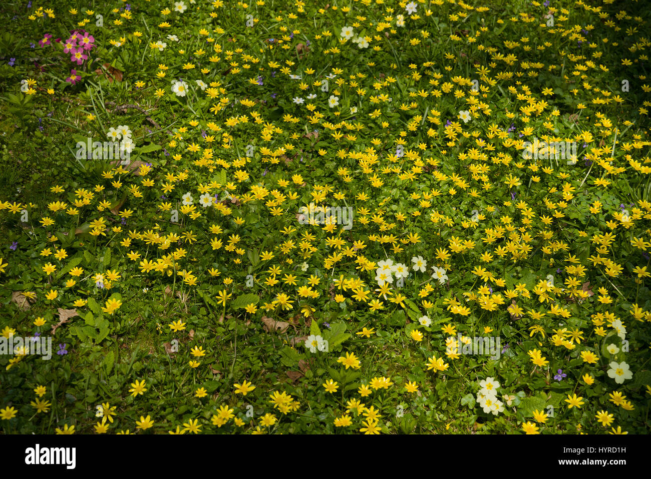 Roadside verge flowers hi-res stock photography and images - Alamy