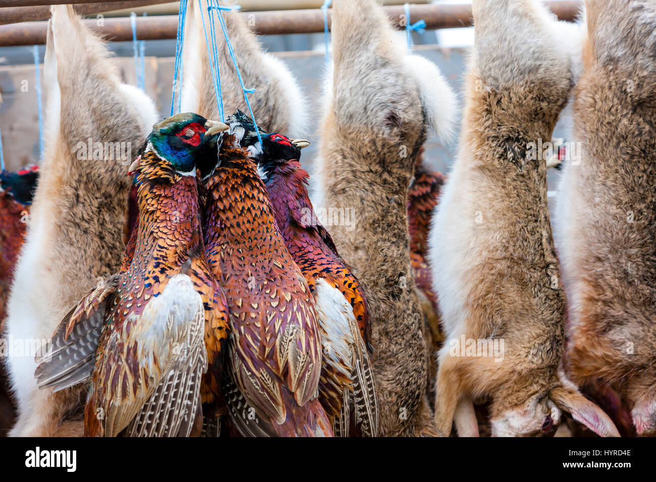 Pheasant caught hi-res stock photography and images - Alamy