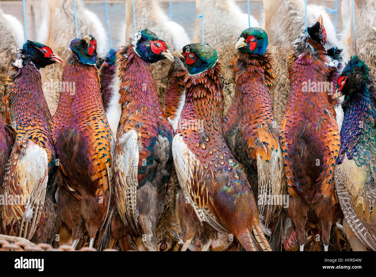 Pheasants hanging outside hi-res stock photography and images - Alamy