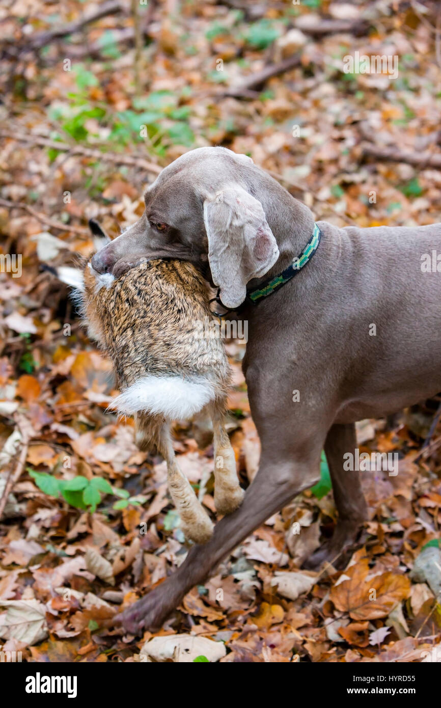 hunting dog with a catch Stock Photo - Alamy