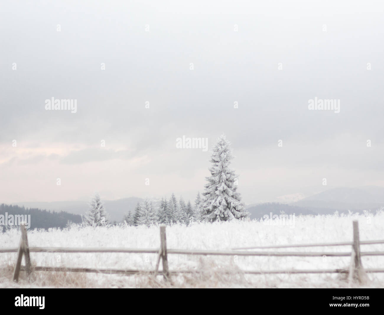 Evergreen trees snow covered mountains hi-res stock photography and ...