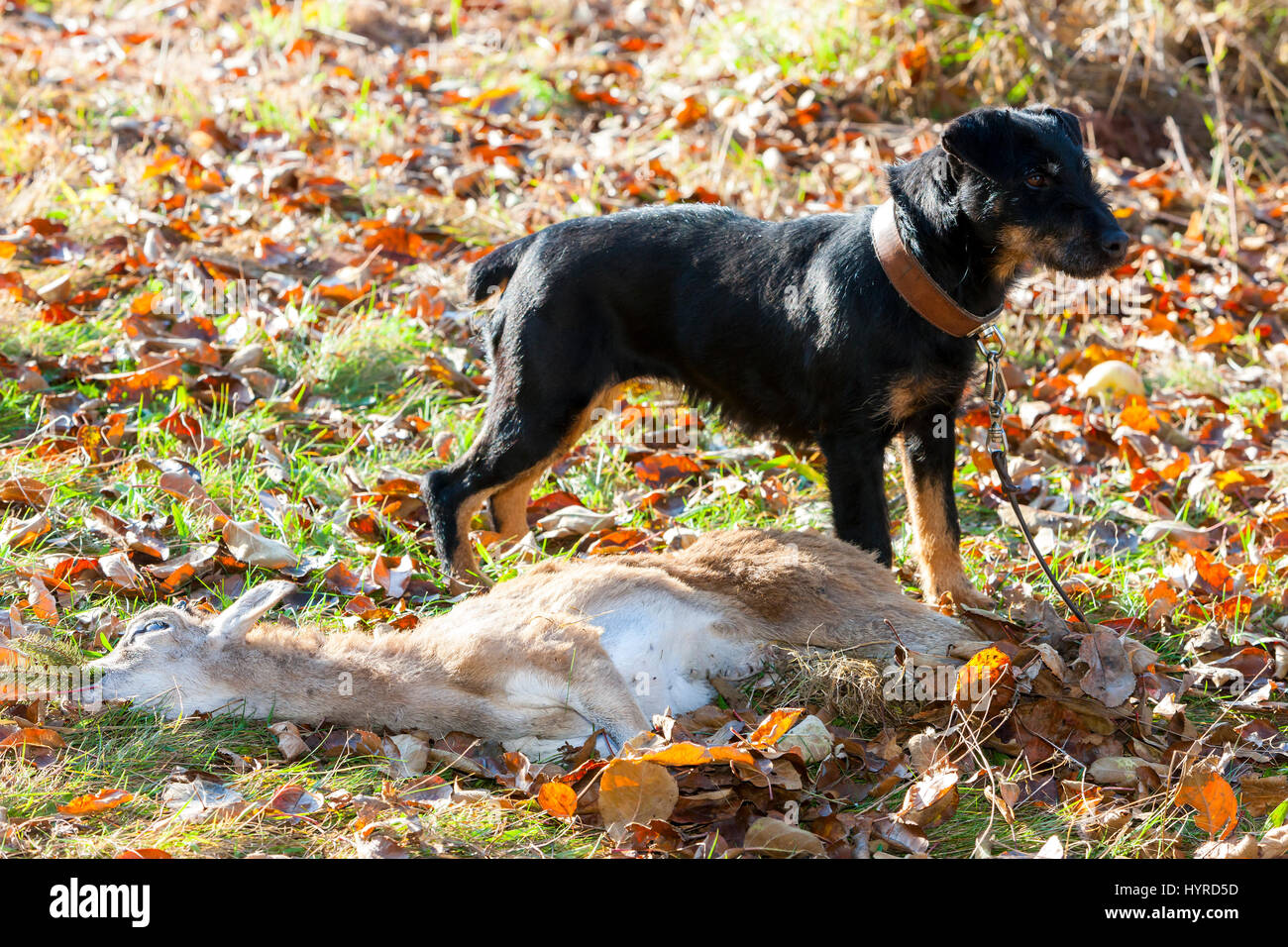 hunting dog with a catch Stock Photo - Alamy