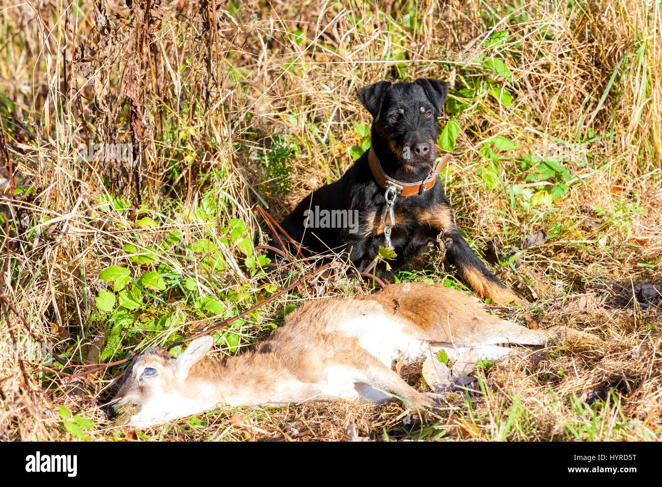 hunting dog with a catch Stock Photo - Alamy