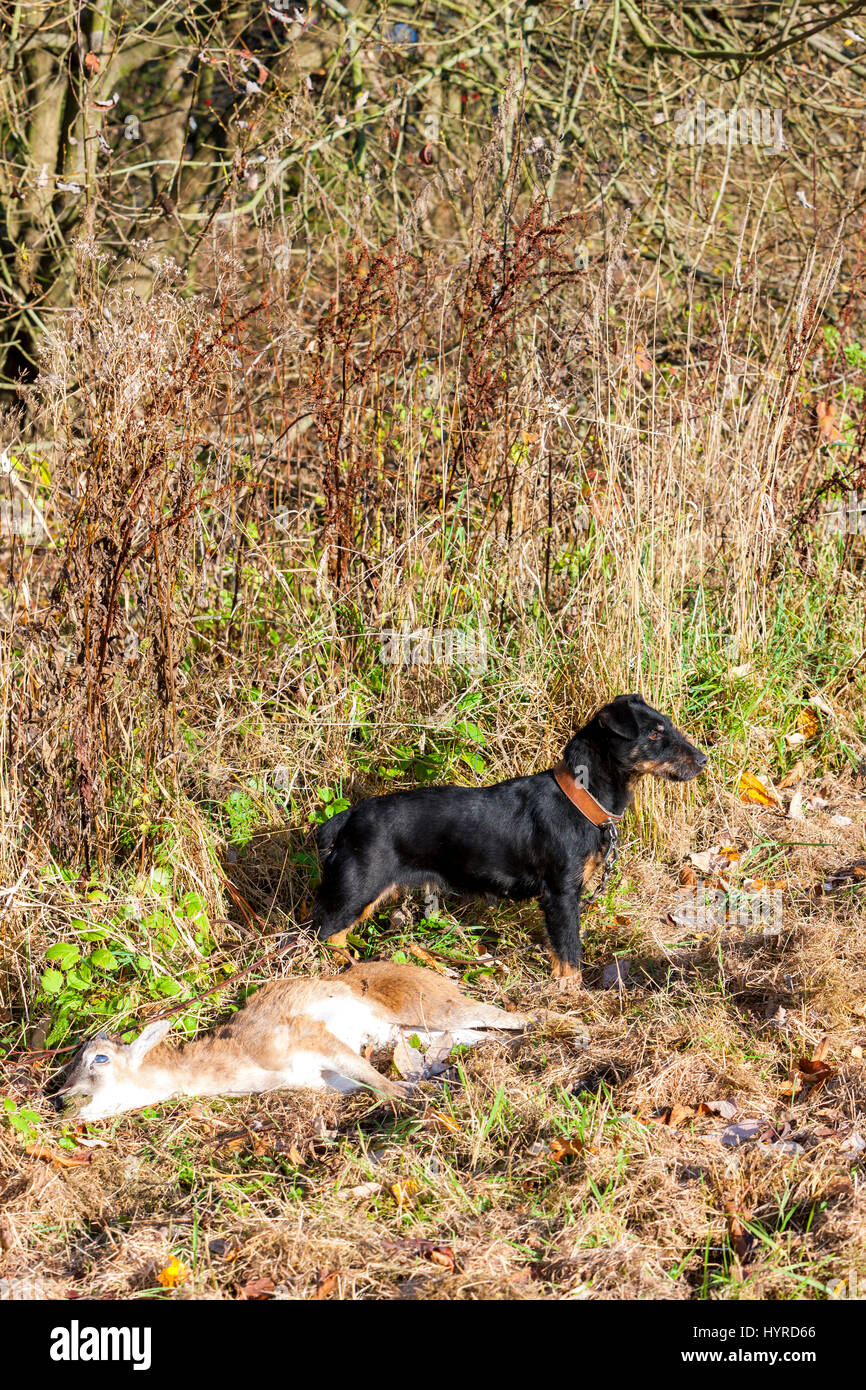 hunting dog with a catch Stock Photo - Alamy