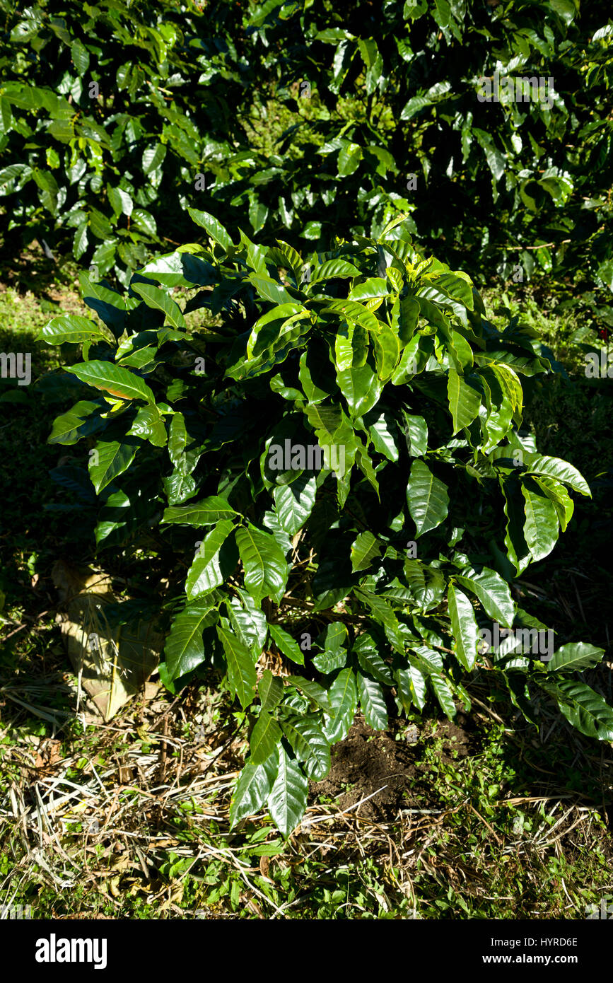 Coffee bush hi-res stock photography and images - Alamy