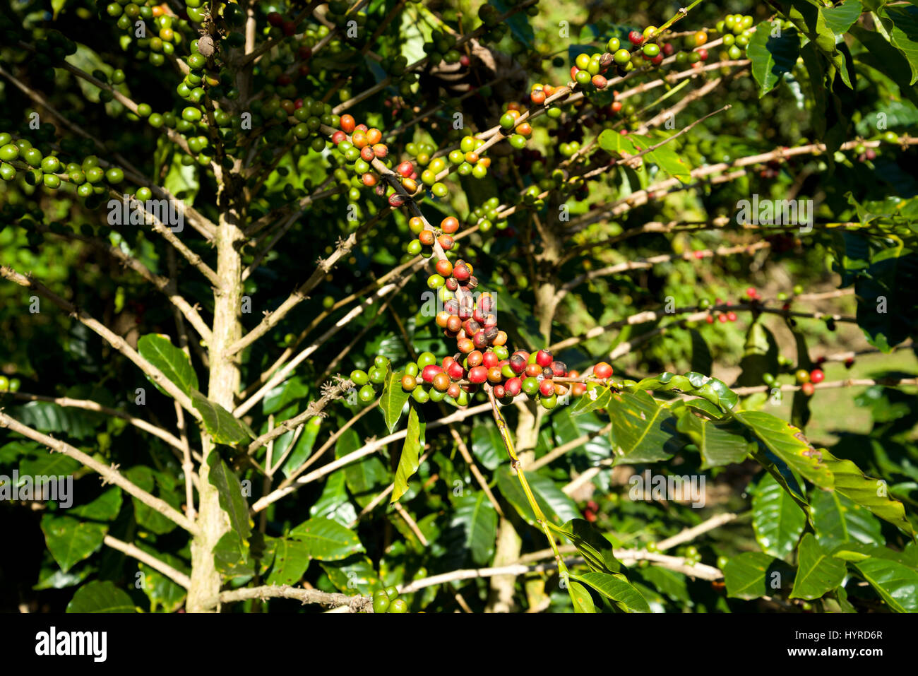 Coffee bush hi-res stock photography and images - Alamy