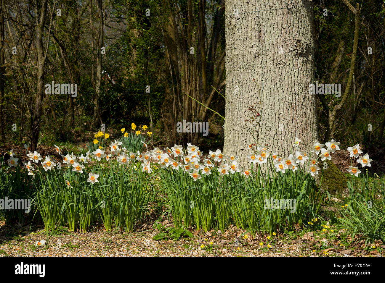 Daffodils under an oak tree in Sussex, UK in Spring Stock Photo - Alamy