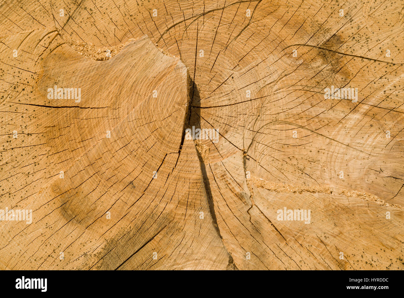 Tree cross section oak hi-res stock photography and images - Alamy