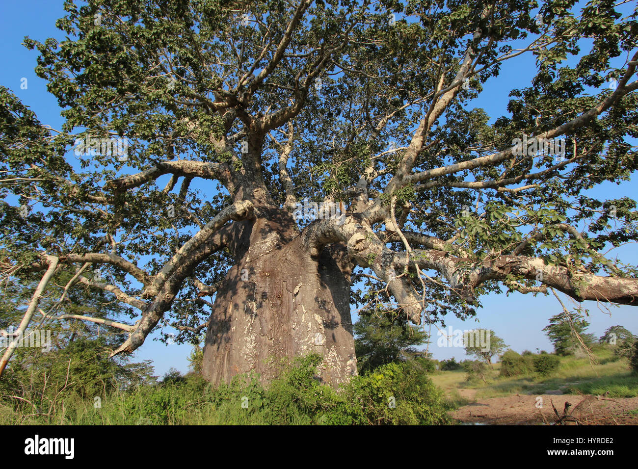 Beautiful and huge Baobab at Kissama National Park – Angola Stock Photo ...