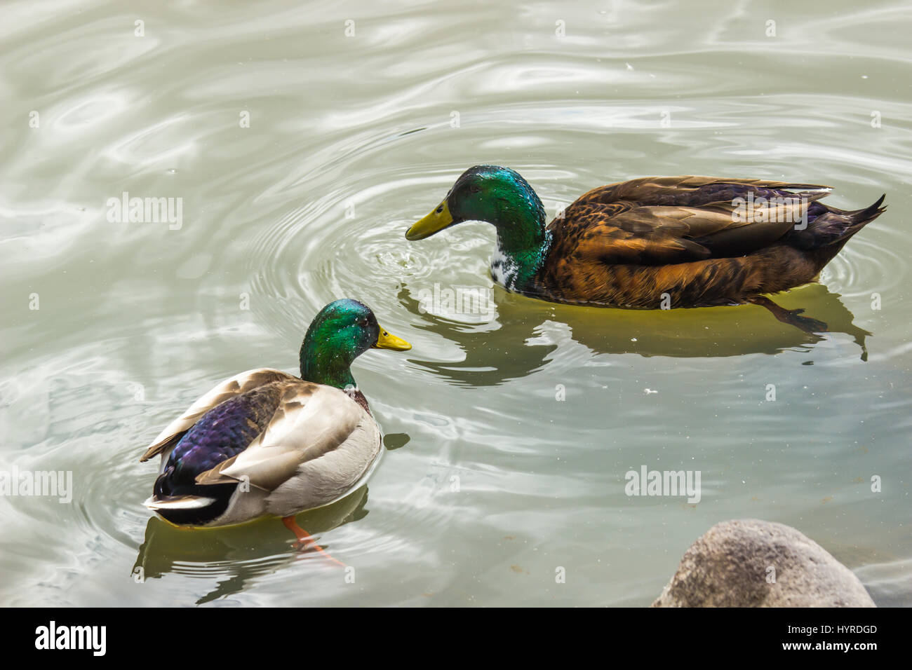 Two ducks heads in water hi-res stock photography and images - Alamy