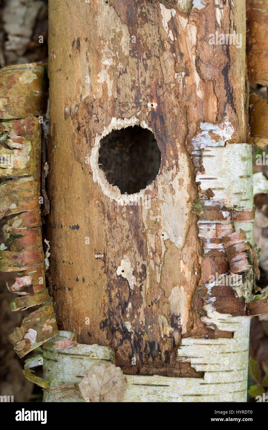 Round hole made by a woodpecker in a dead tree trunk or branch Stock ...