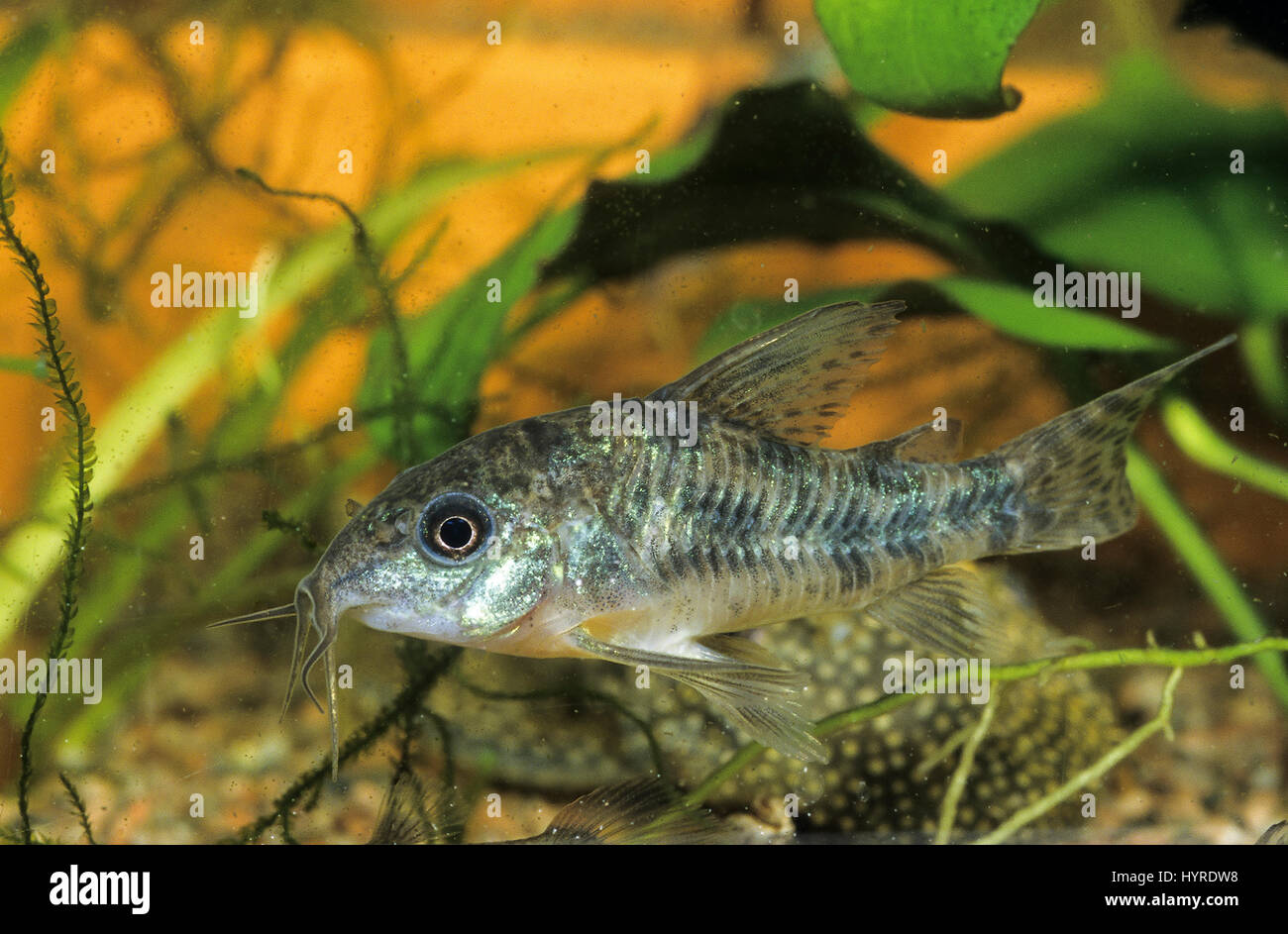 Corydoras Paleatus