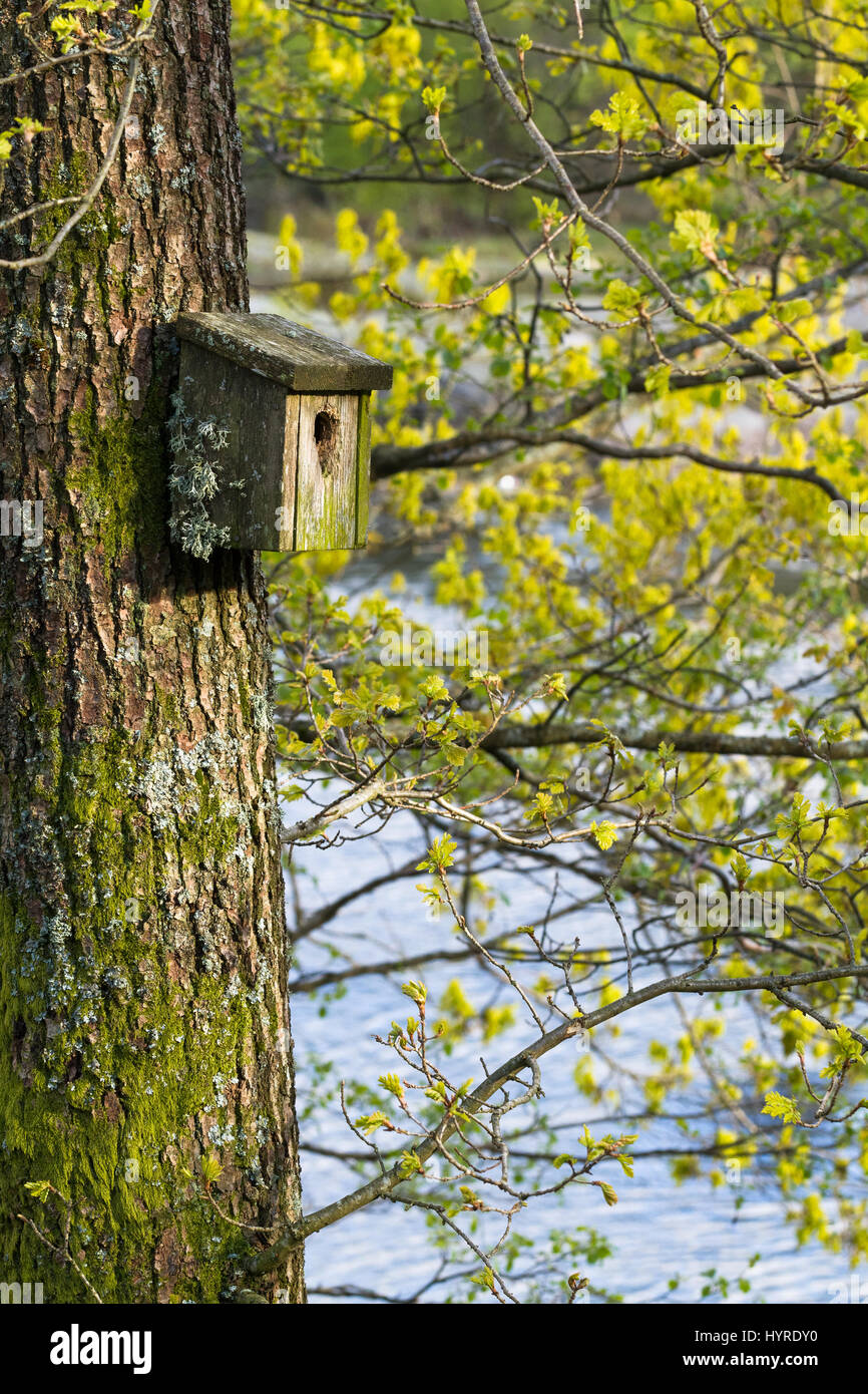 Very old nesting bird box covered in lichen and moss, hanging on a tree ...