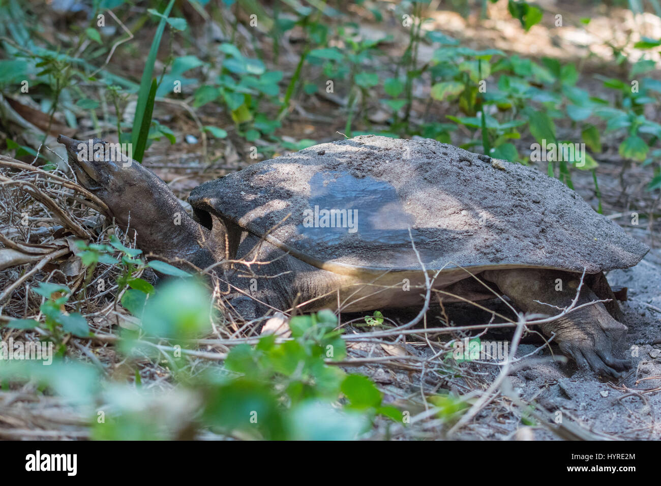 Florida Softshell Turtle High Resolution Stock Photography and Images ...