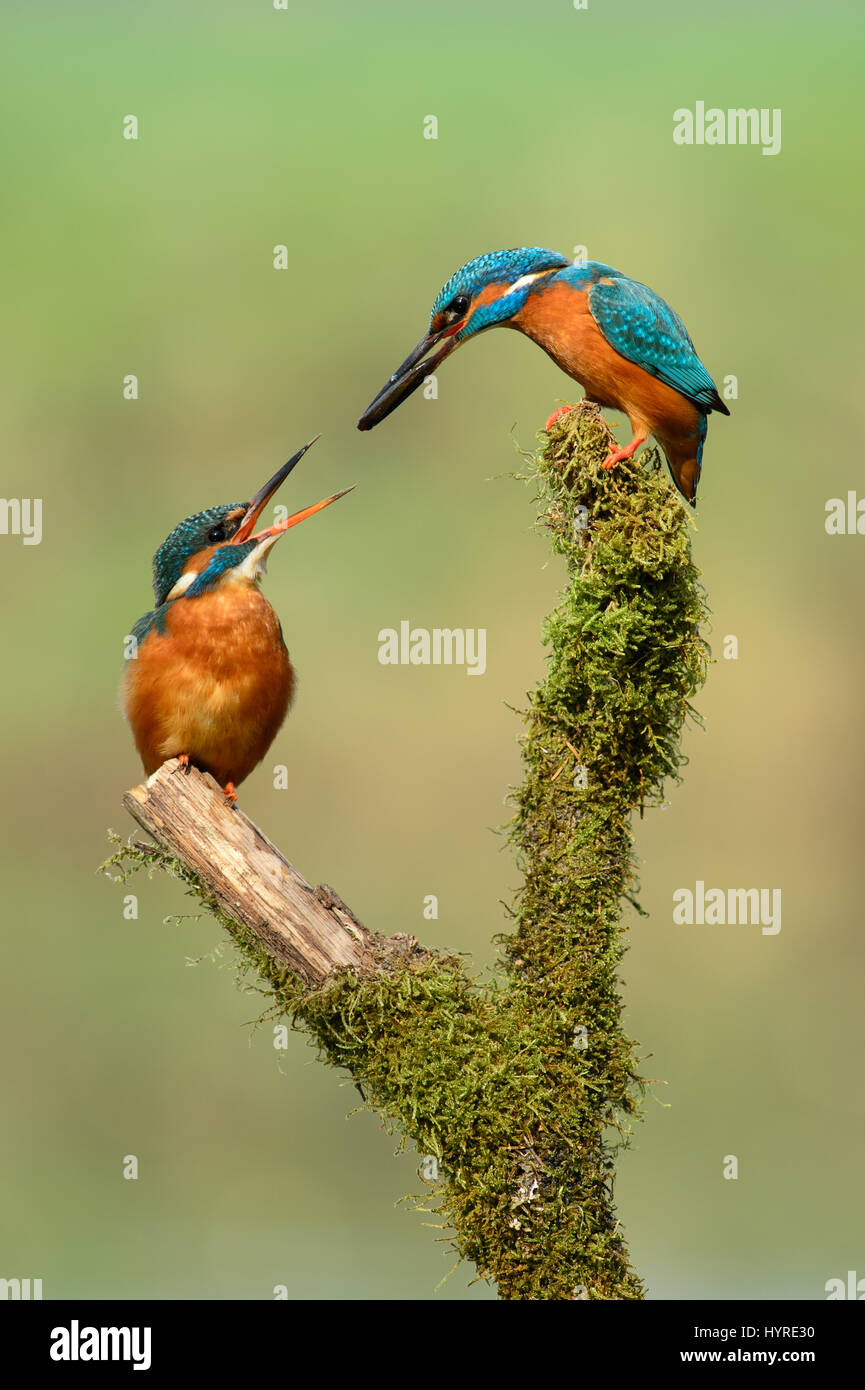 Courtship behavior of a pair of European Kingfishers, when the male ...