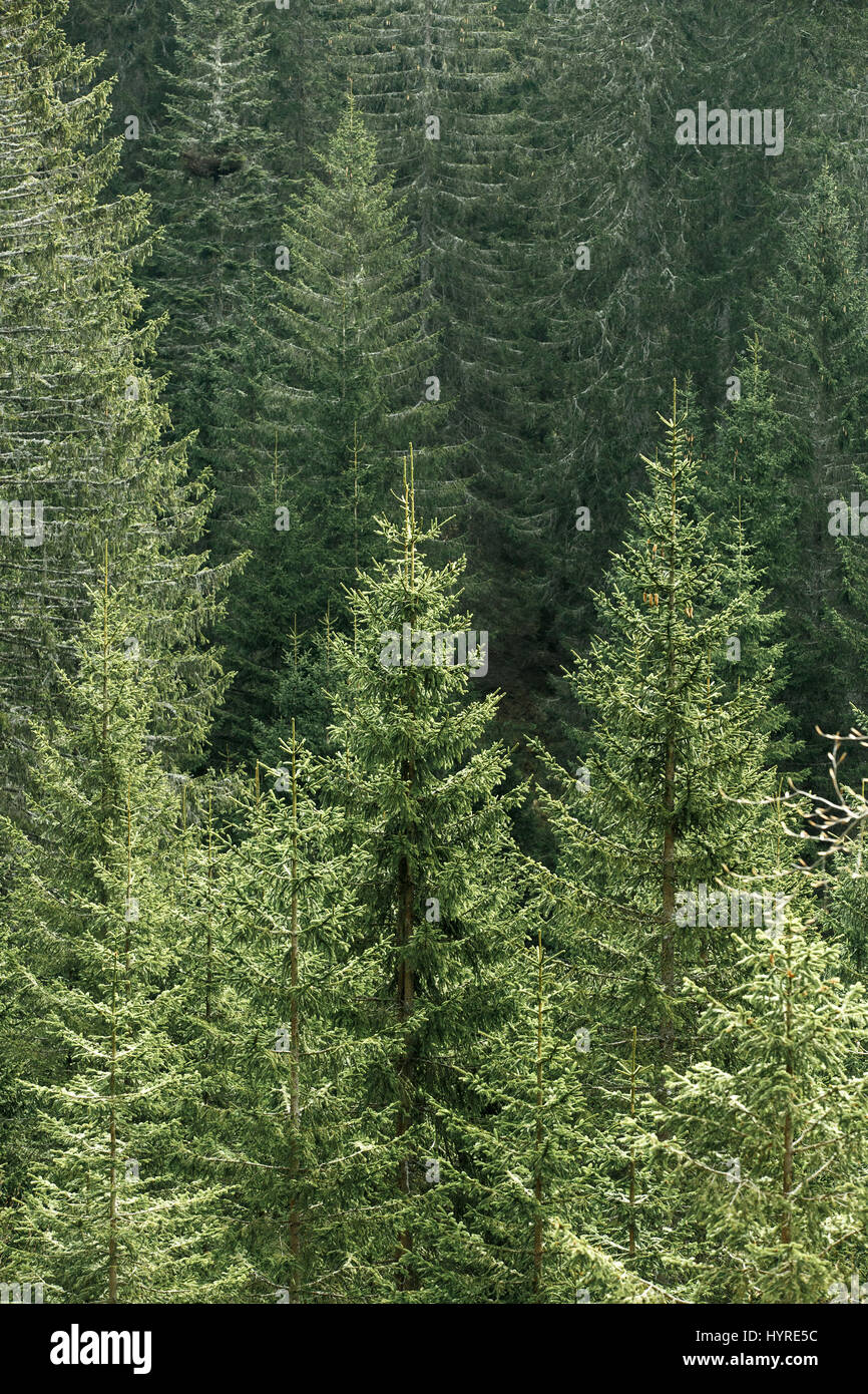 Healthy, big green coniferous trees in a forest of old spruce, fir and ...