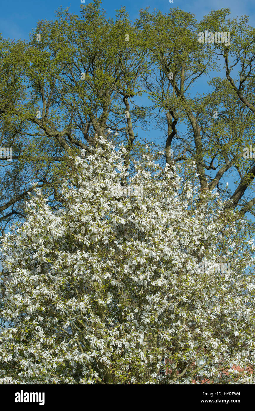 Magnolia magnolia wadas memory hi-res stock photography and images - Alamy