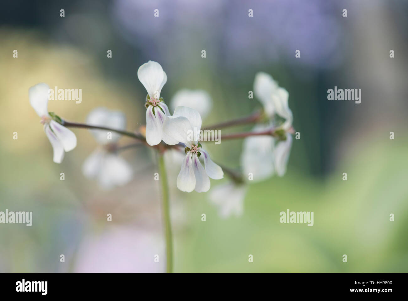 Pelargonium triste. Night scented pelargonium. Night-scented geranium ...