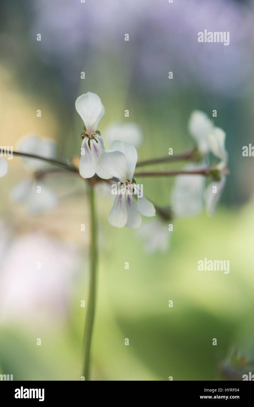 Pelargonium triste. Night scented pelargonium. Night-scented geranium ...