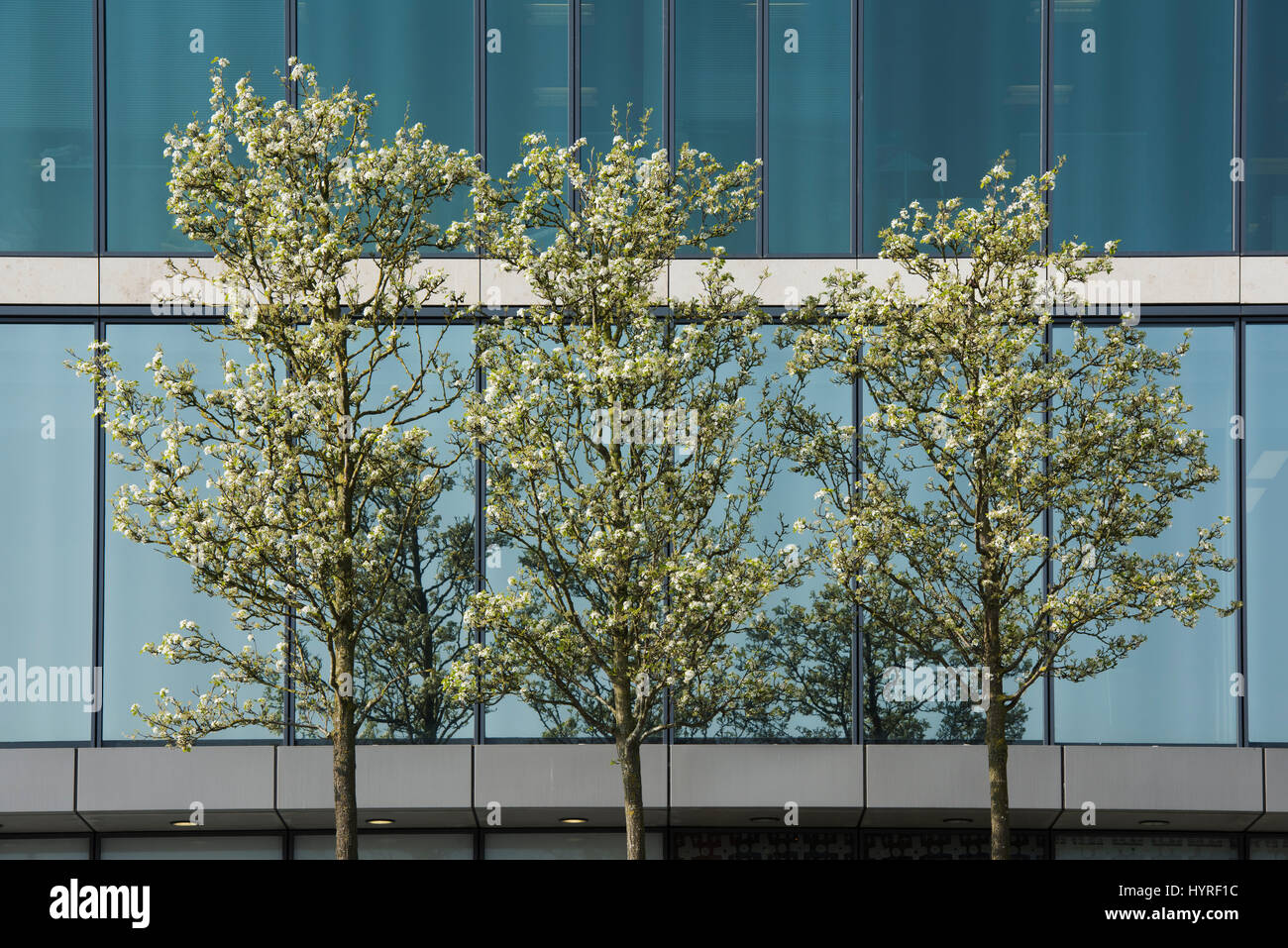 Pyrus calleryana 'Chanticleer'. Callery pear 'Chanticleer' trees in ...