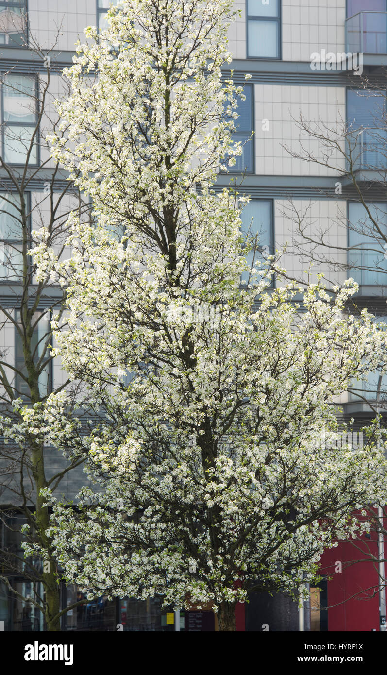 Pyrus calleryana 'Chanticleer'. Callery pear 'Chanticleer' trees in ...