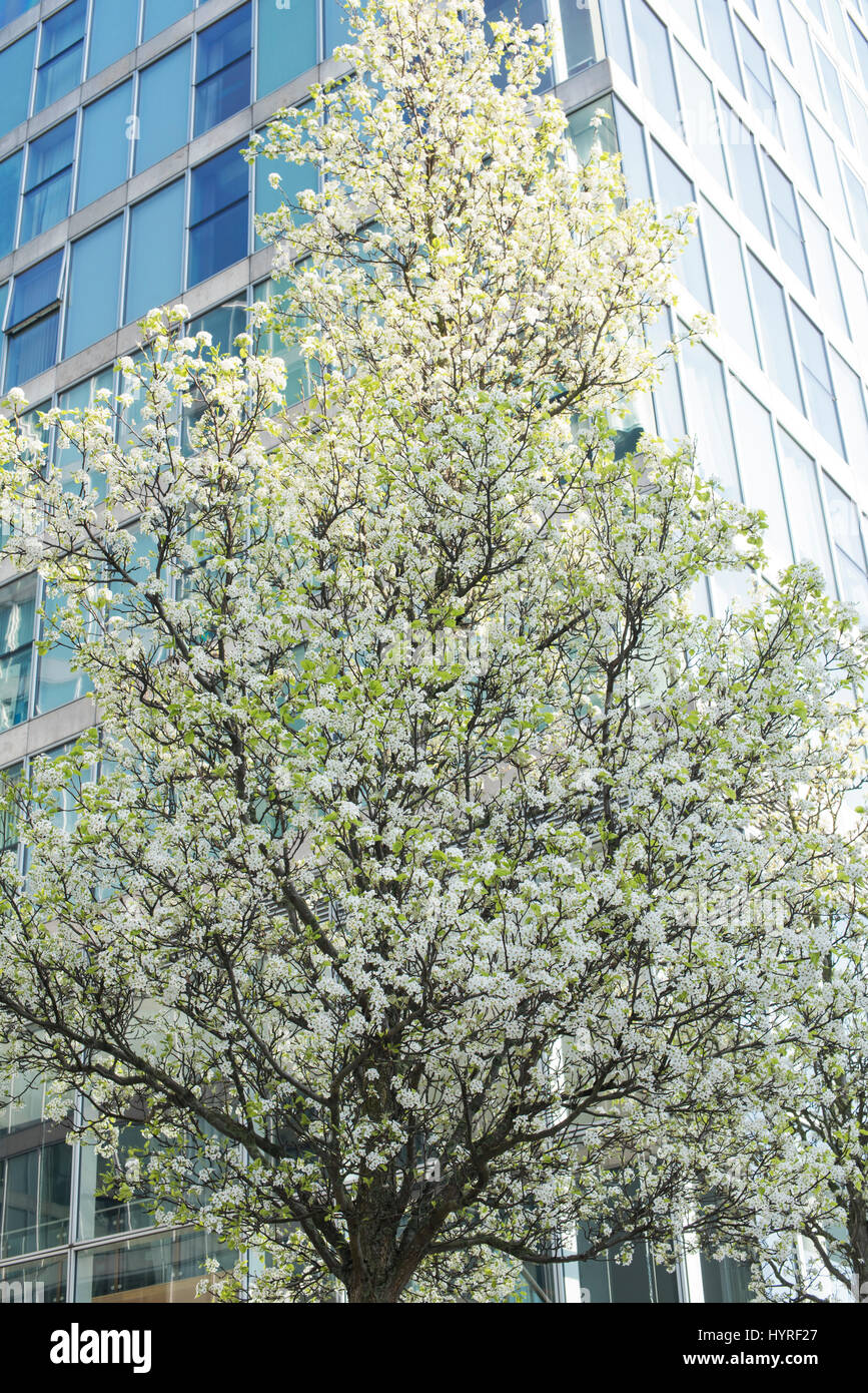 Pyrus calleryana 'Chanticleer'. Callery pear 'Chanticleer' trees in ...