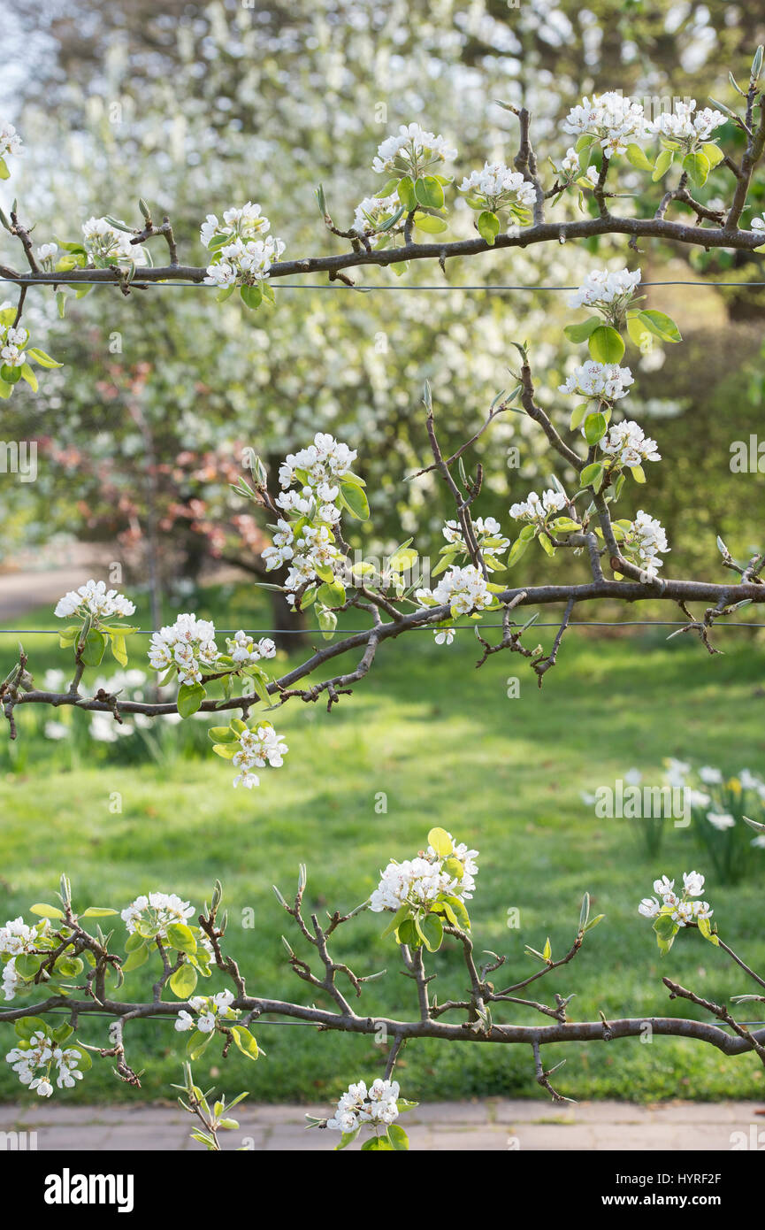 Fan trained fruit trees rhs hi-res stock photography and images - Alamy