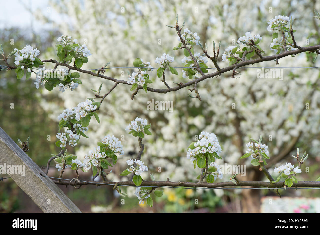 Fan trained fruit trees rhs hi-res stock photography and images - Alamy