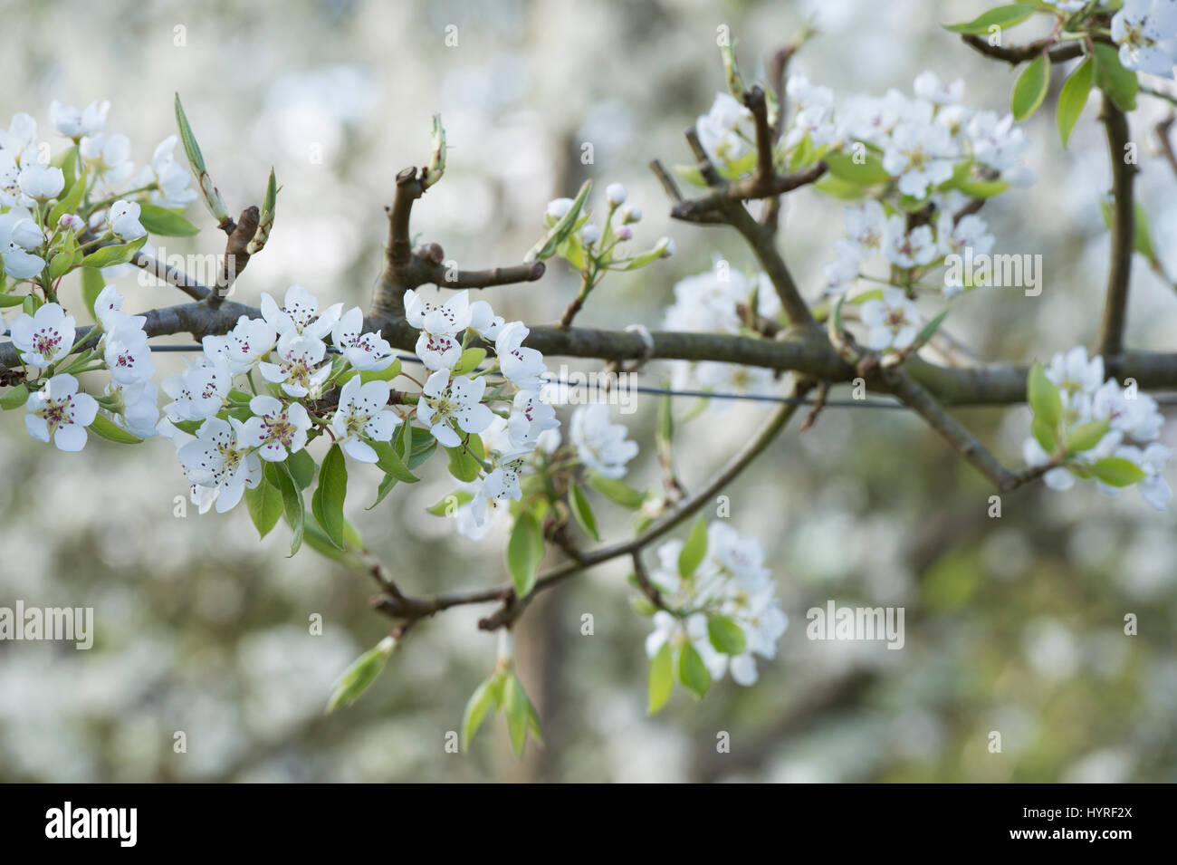 Fan trained fruit trees rhs hi-res stock photography and images - Alamy