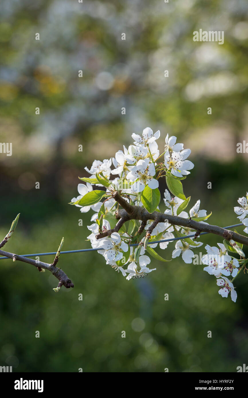 Fan trained fruit trees rhs hi-res stock photography and images - Alamy