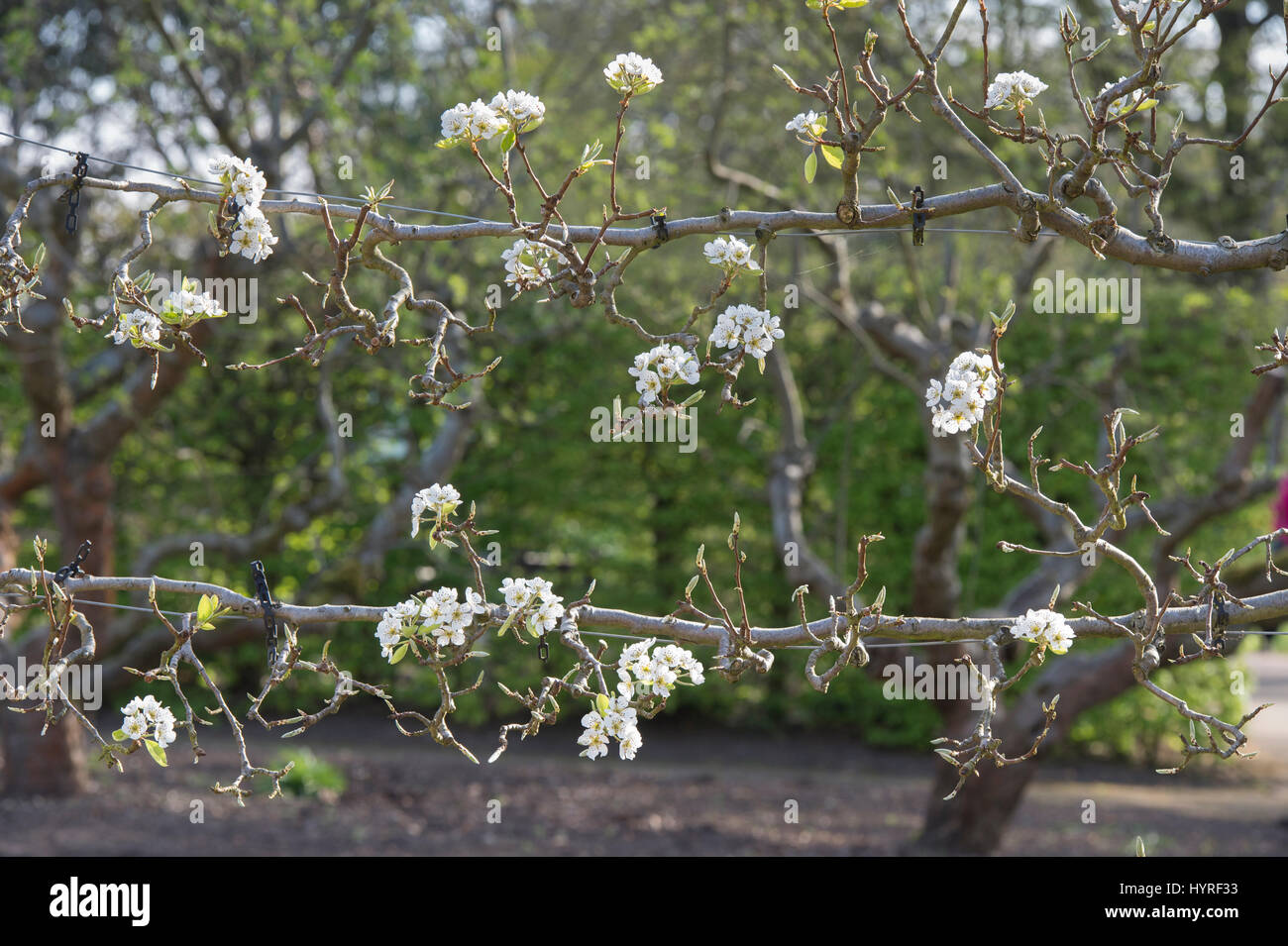 Fan trained fruit trees rhs hi-res stock photography and images - Alamy