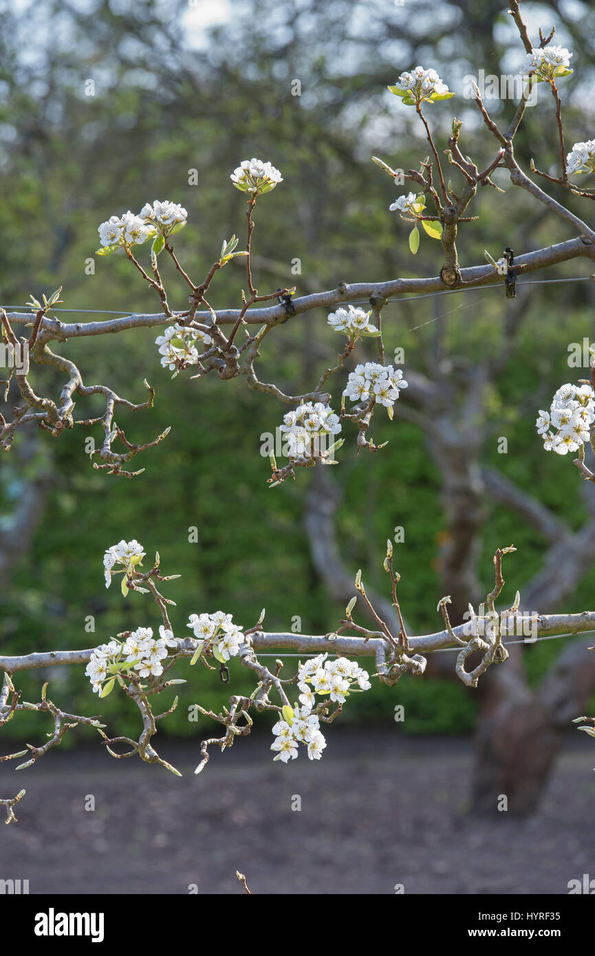 Fan trained fruit trees rhs hi-res stock photography and images - Alamy