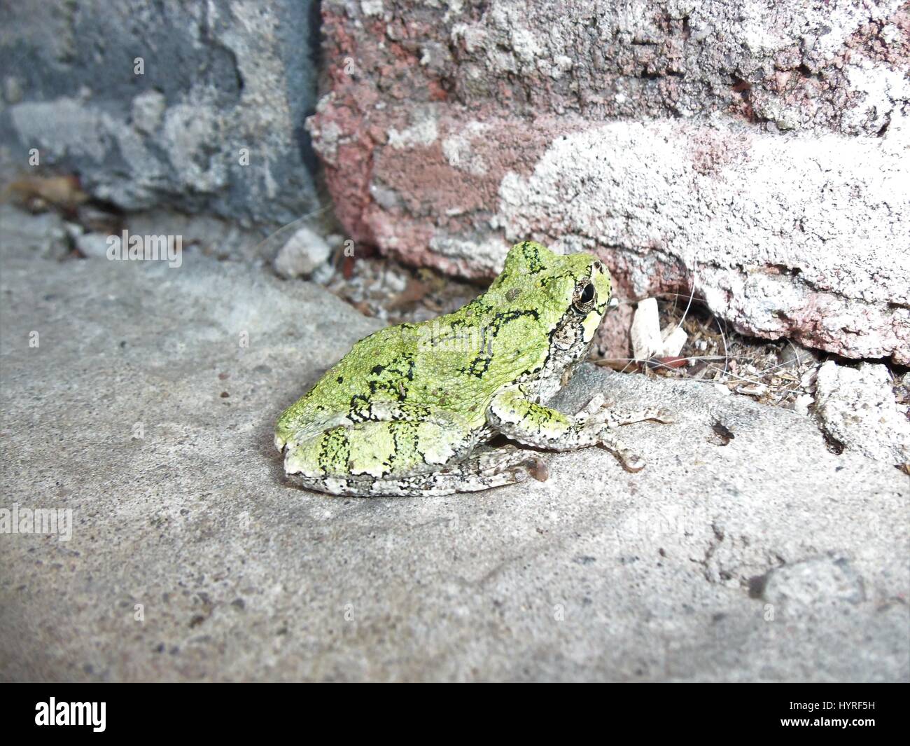 Frog hibernation hi-res stock photography and images - Alamy