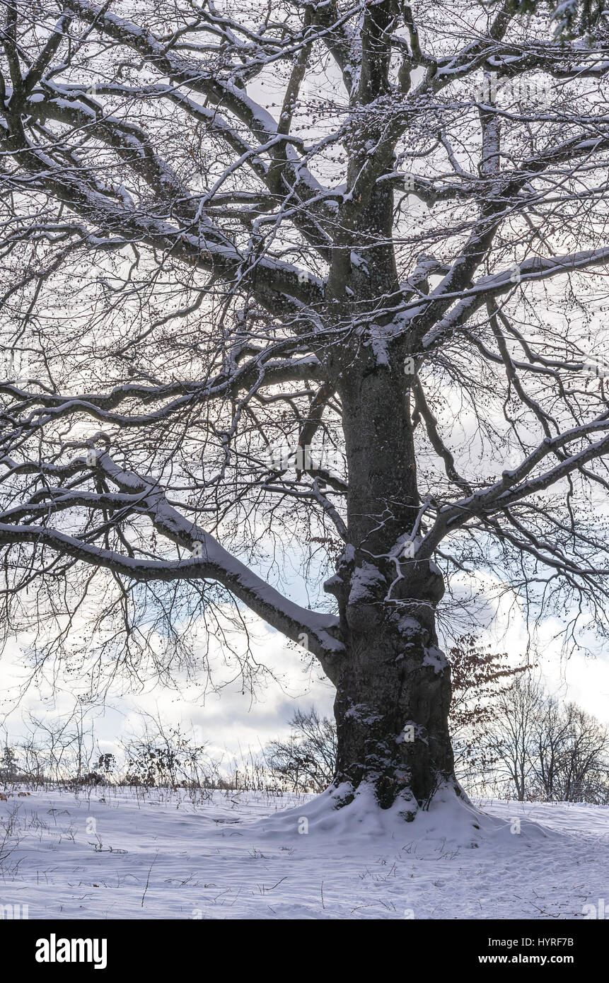 Mighty big oak tree in snowy wintery environment Stock Photo - Alamy