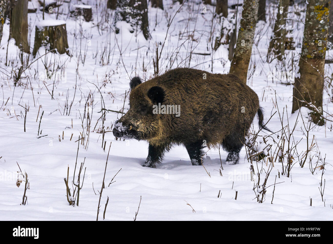 Wild pig) in a snowy wintery forest Stock Photo - Alamy