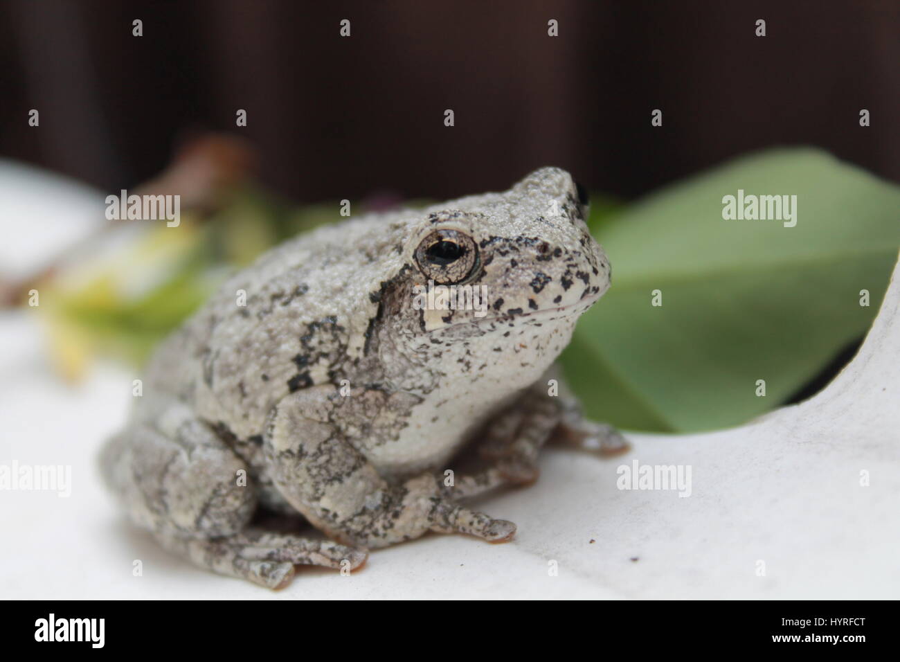 Hibernation frog hi-res stock photography and images - Alamy