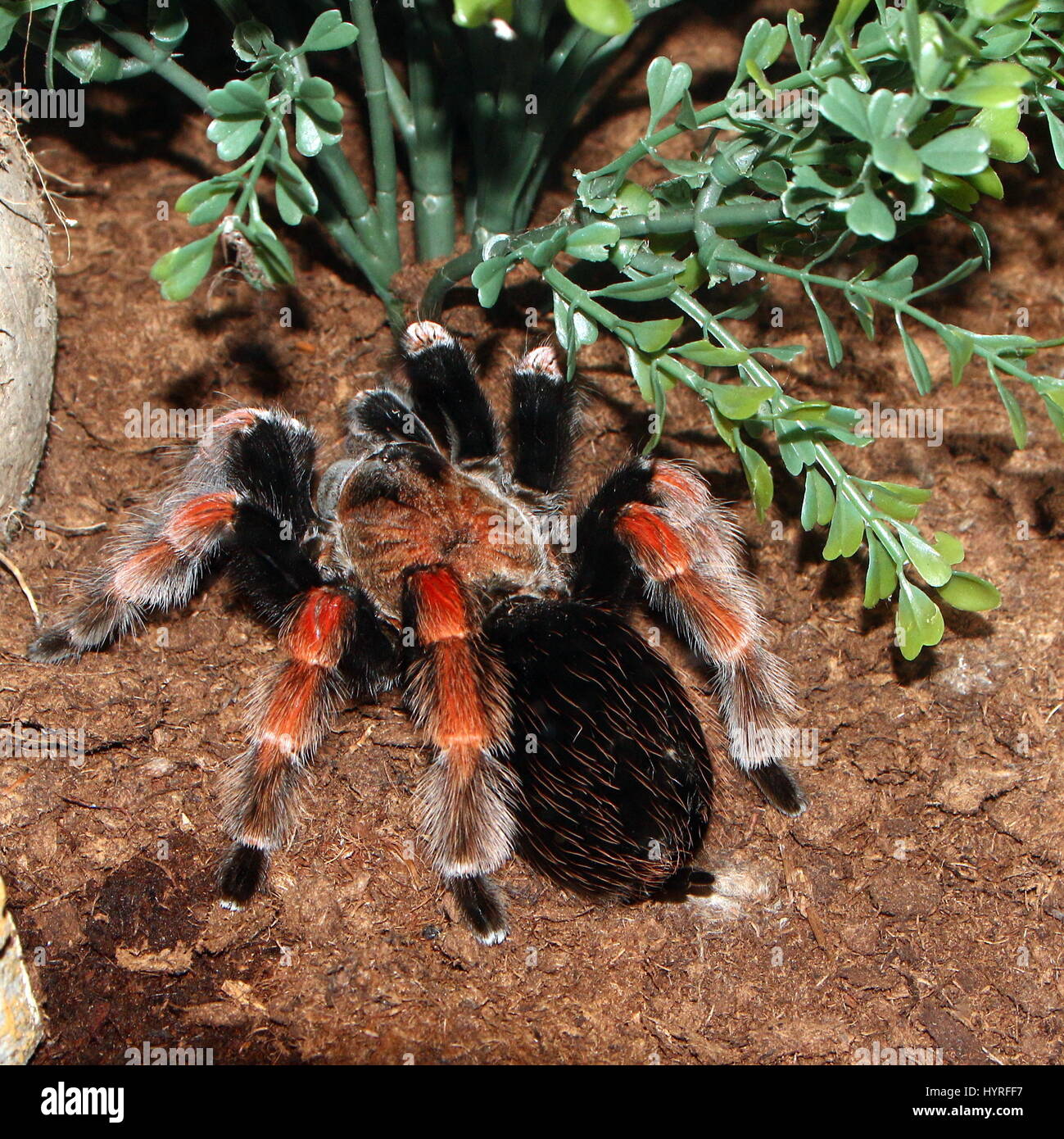 Rust leg tarantula hi-res stock photography and images - Alamy