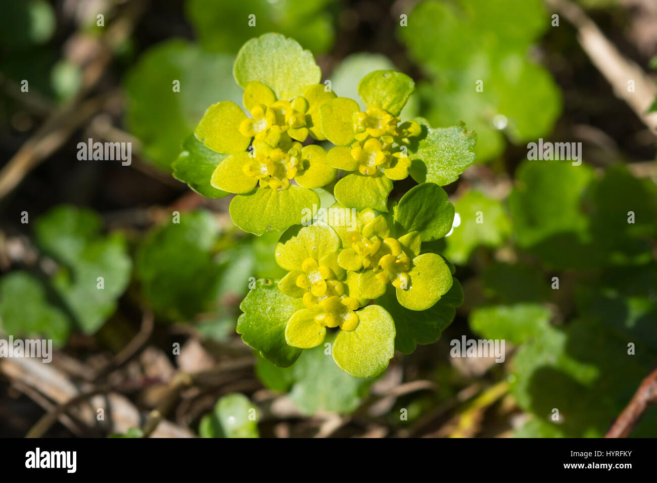 Blossom, chrysosplenium alternifolium (Chrysosplenium alternifolium ...