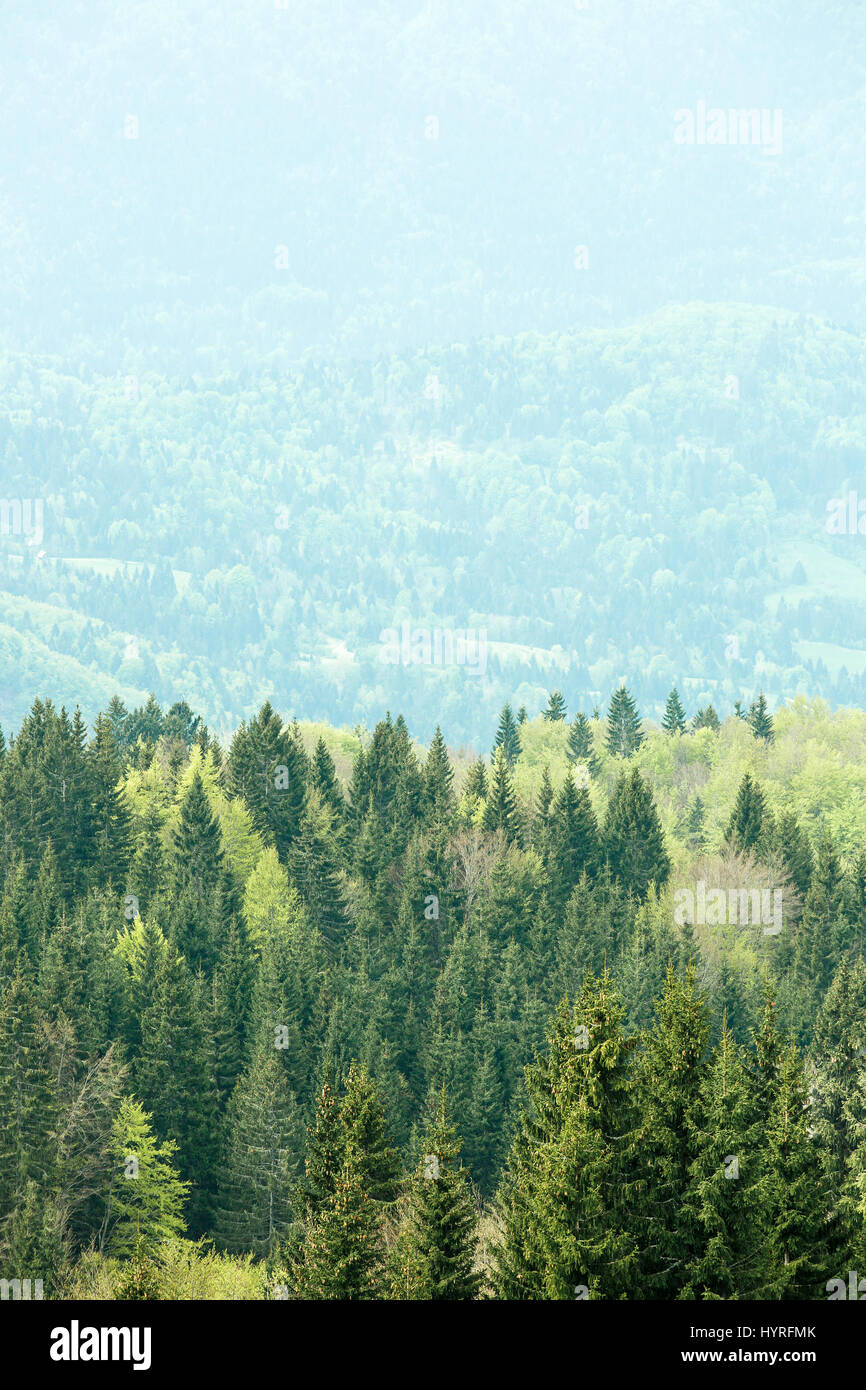 Healthy, colorful coniferous and deciduous forest with old and big ...